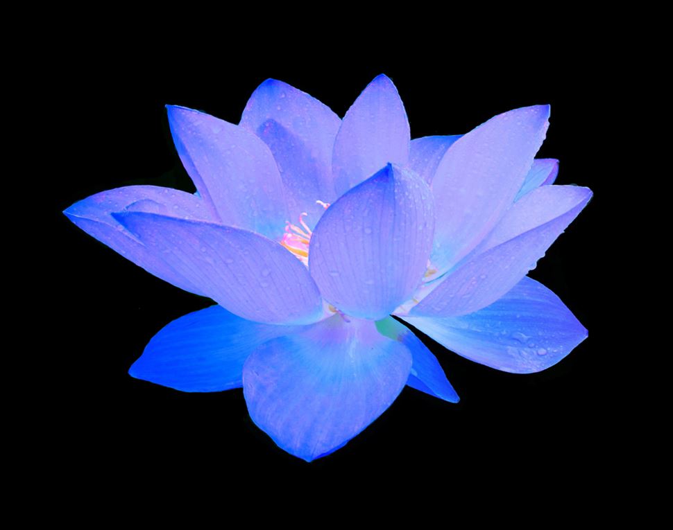 Online Classes / Registrations – Lotus Wellness Cottage